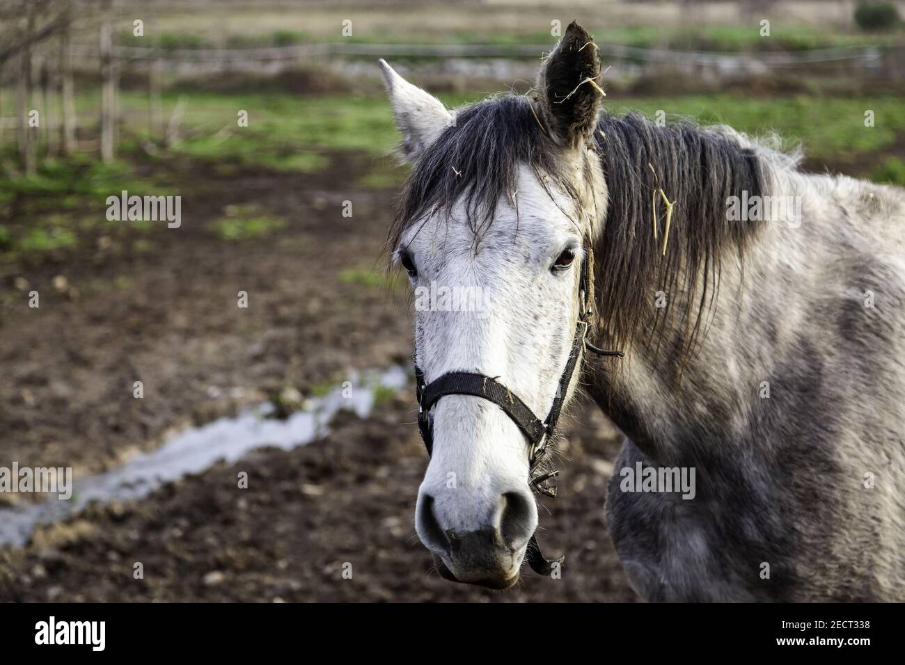 Mammal animals hi-res stock photography and images - Alamy