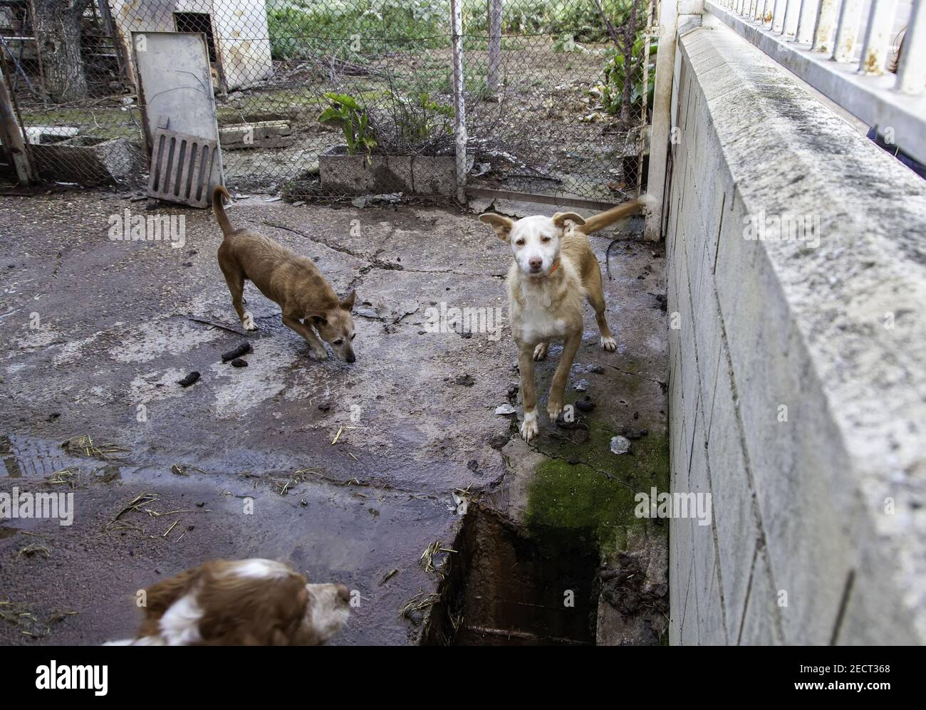 Dog in enclosed kennel, abandoned animals, abuse Stock Photo - Alamy