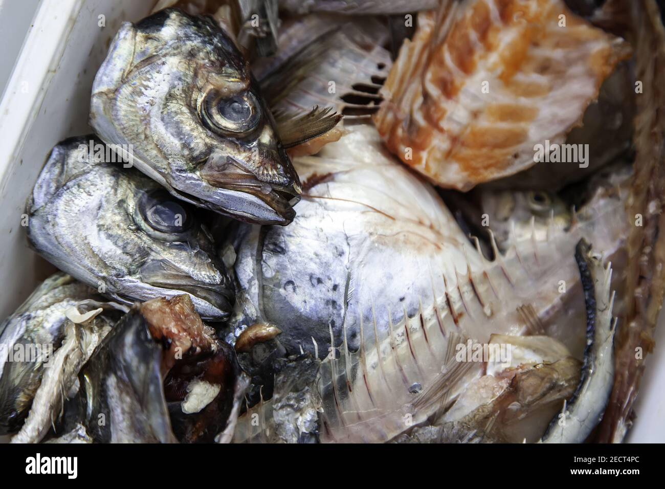 Raw and bad fish heads in the street, animal waste, fishmonger Stock ...
