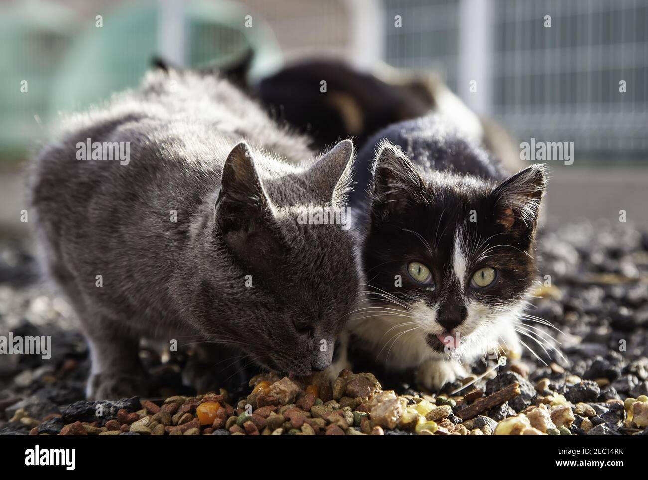 Stray cats eating in the street, detail of abandoned animals Stock ...