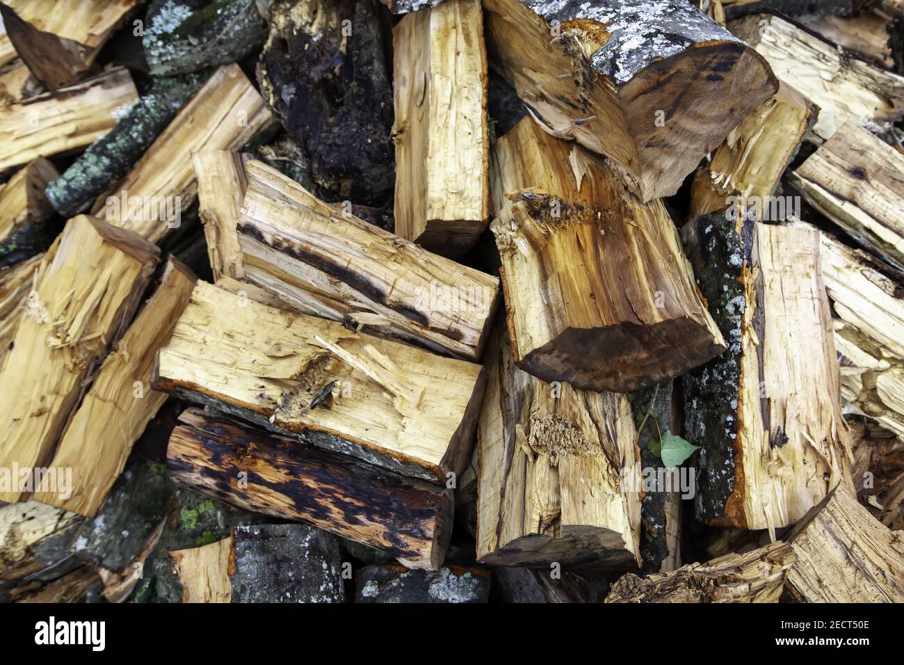 Rural wood environment hi-res stock photography and images - Alamy