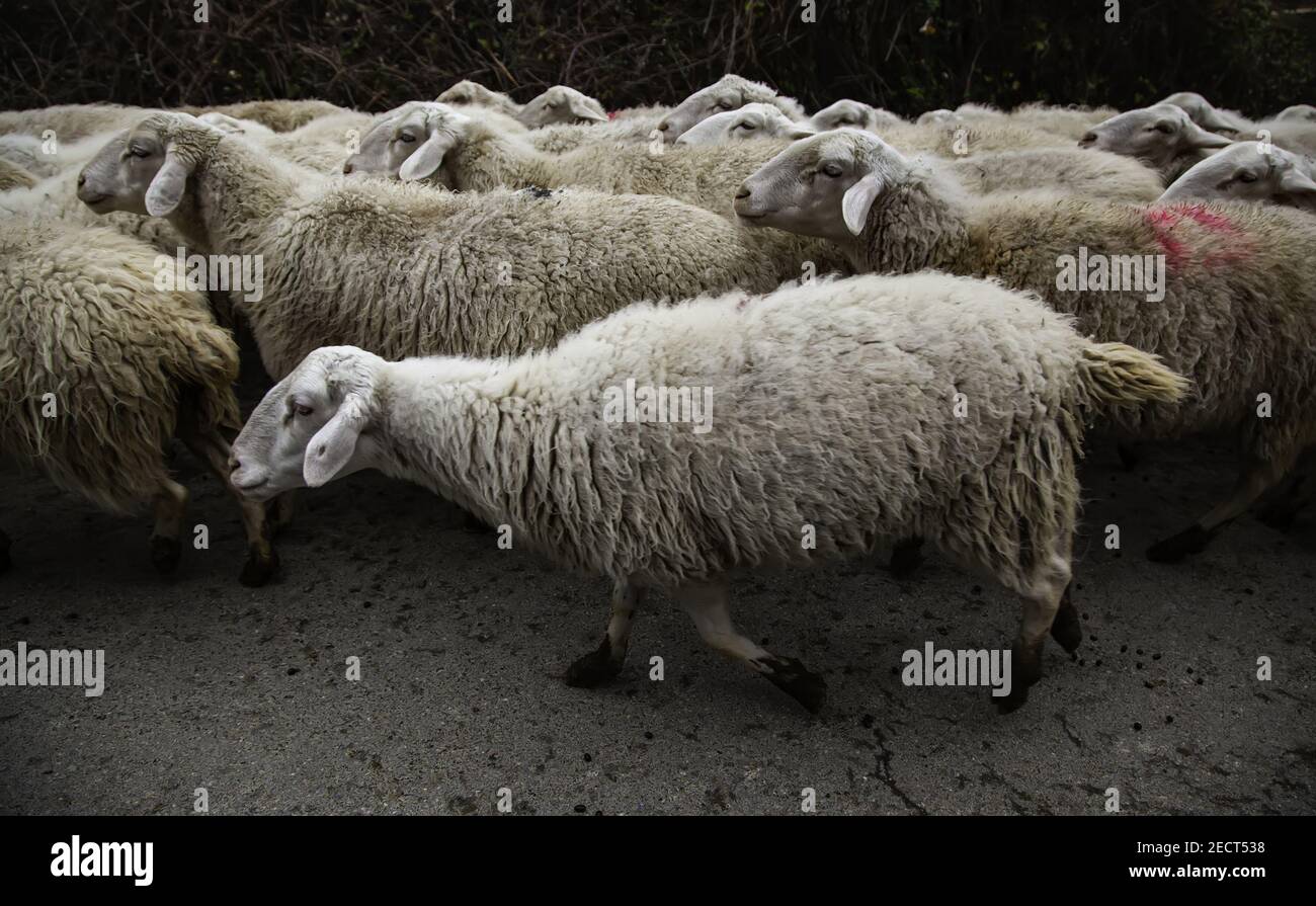 Farm animals livestock farming group farmland scenery hi-res stock ...