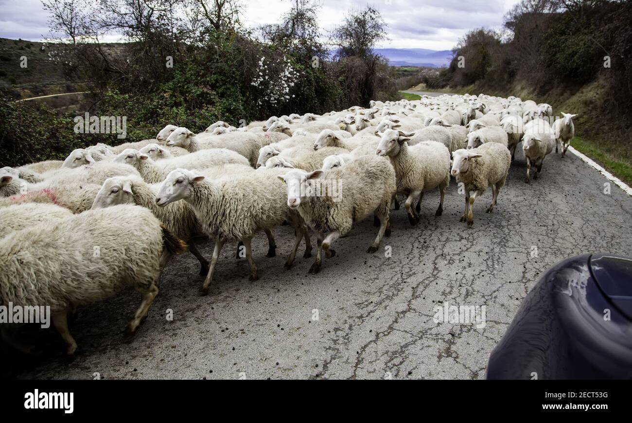 Farm animals livestock farming group farmland scenery hi-res stock ...
