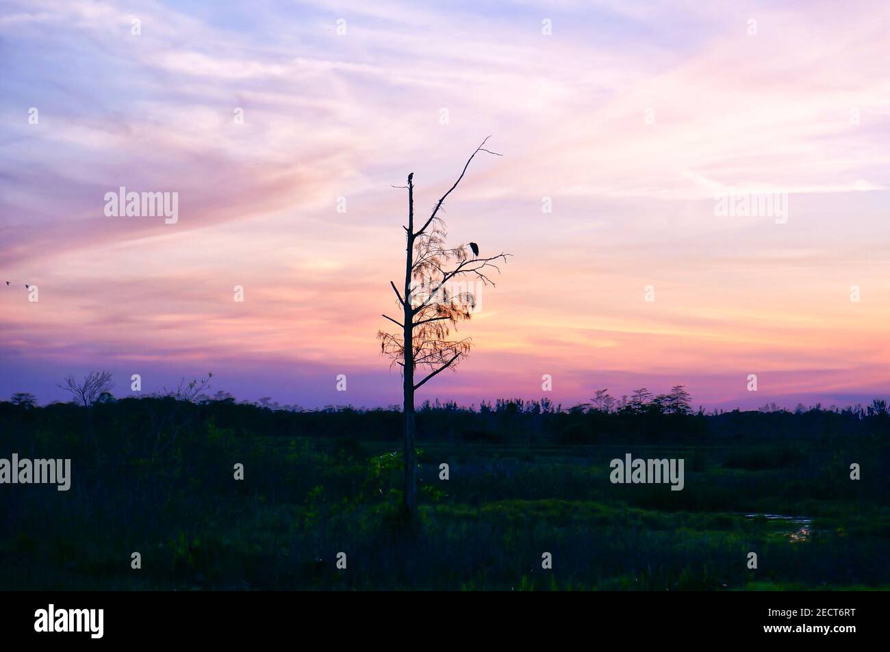 reflections of a sunset in the Florida swamps Stock Photo - Alamy