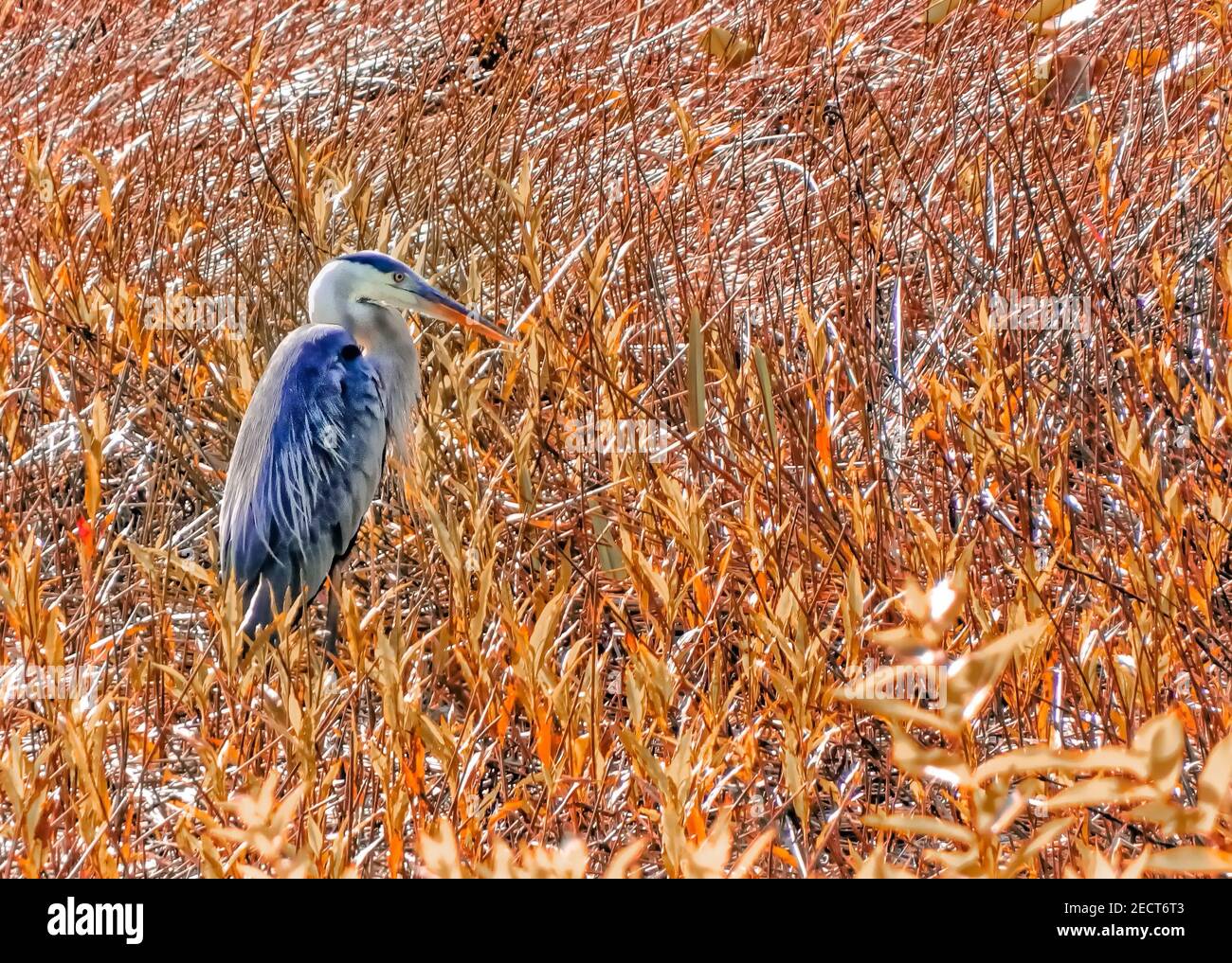 Big blue heron in the Florida swamp Stock Photo - Alamy