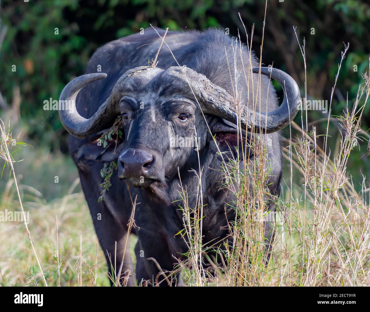 Buffalo at a close range Stock Photo - Alamy