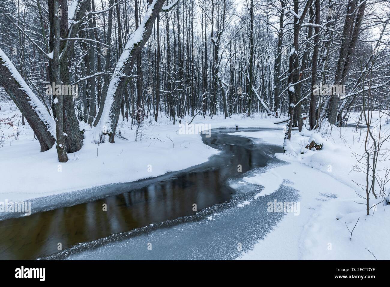 Stream in the forest in winter. Trees under the snow. Barniewice ...
