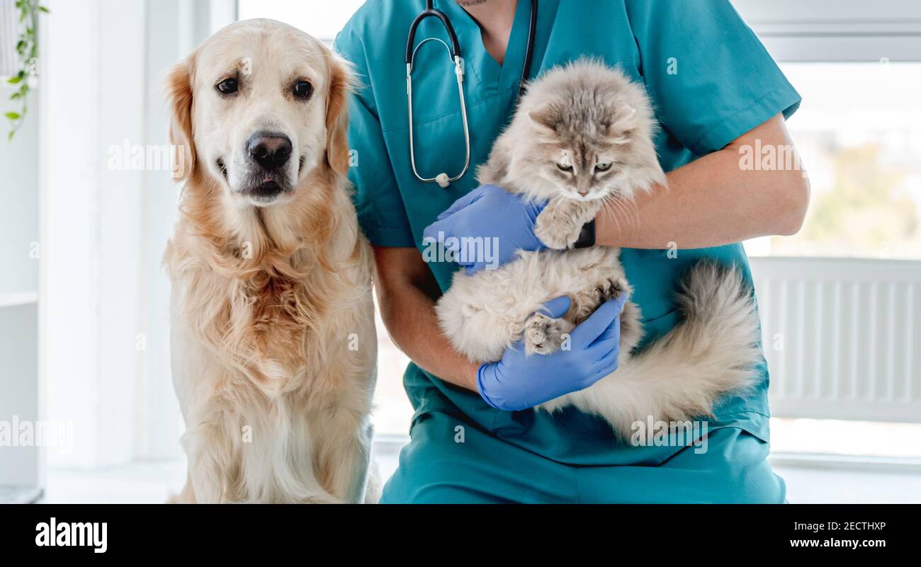Vet with dog and cat in clinic Stock Photo - Alamy