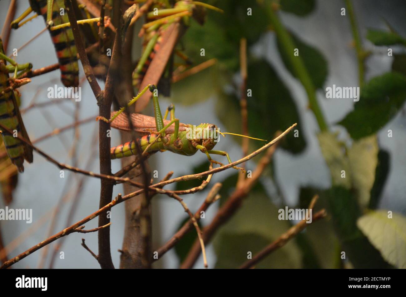 Giant grasshopper (Tropidacris collaris) in Frankfurt zoo Stock Photo ...