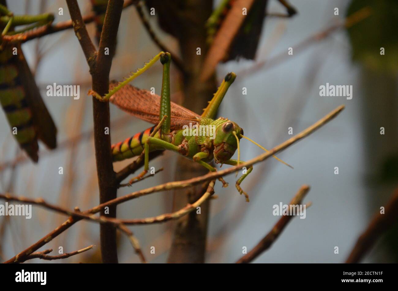 Giant grasshopper (Tropidacris collaris) in Frankfurt zoo Stock Photo ...