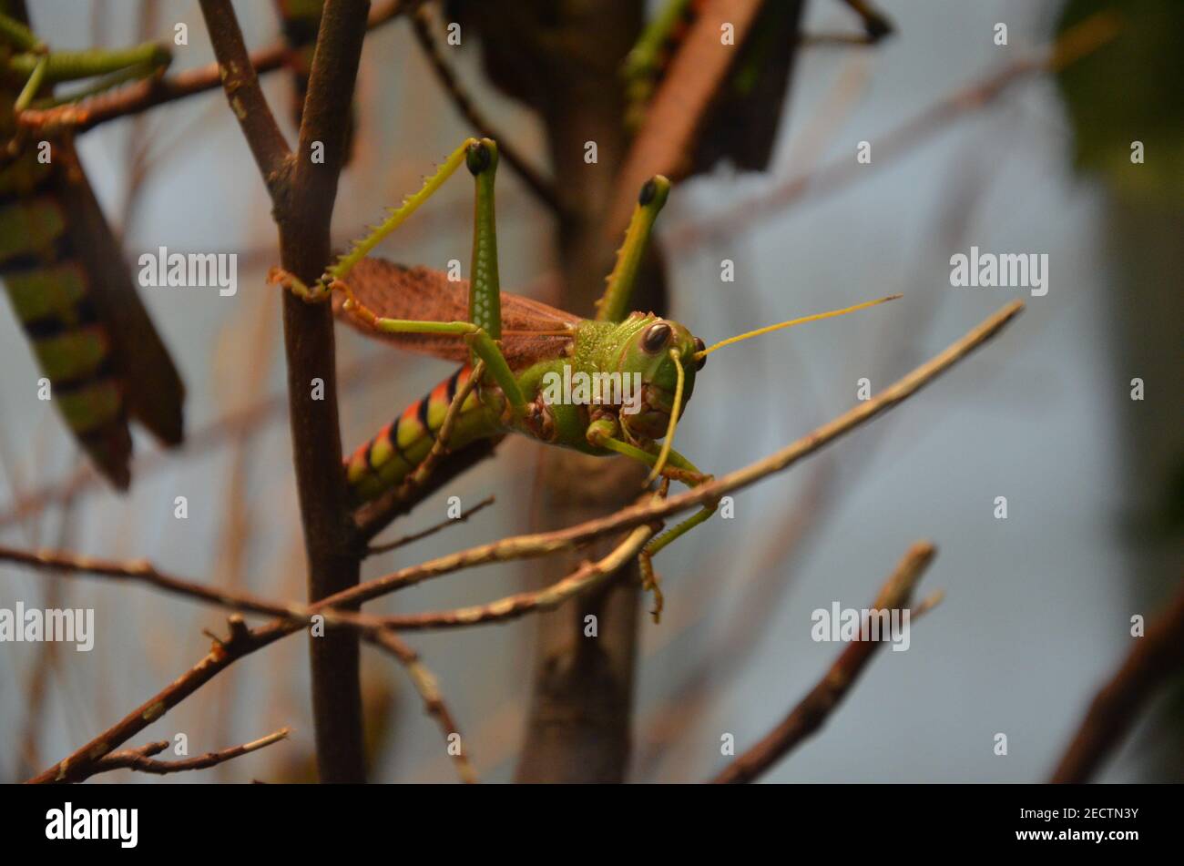 Giant grasshopper (Tropidacris collaris) in Frankfurt zoo Stock Photo ...