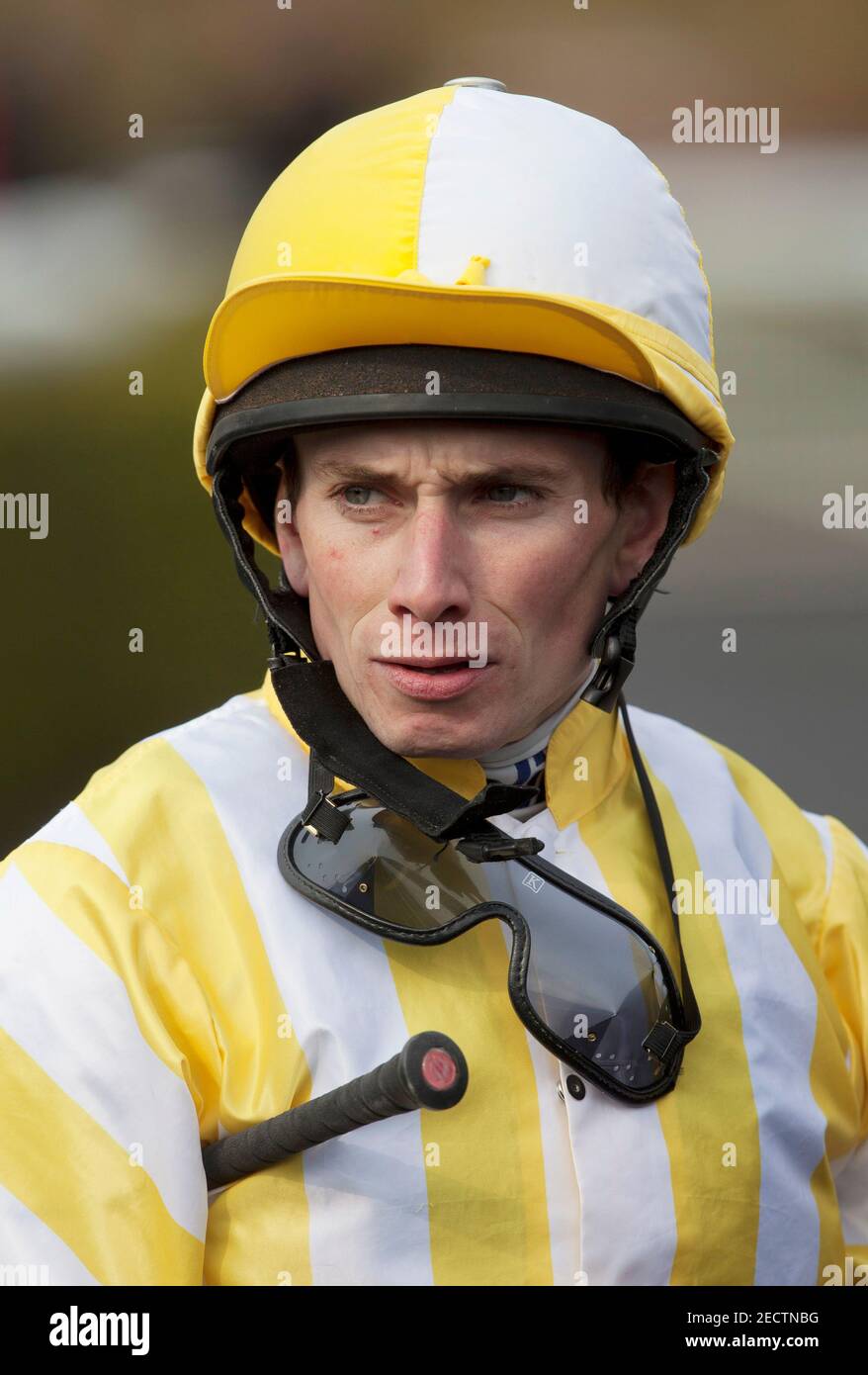 Twitter horse hi-res stock photography and images - Alamy