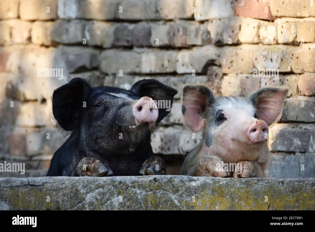 The two pigs at a farm looking from the paddock Stock Photo - Alamy