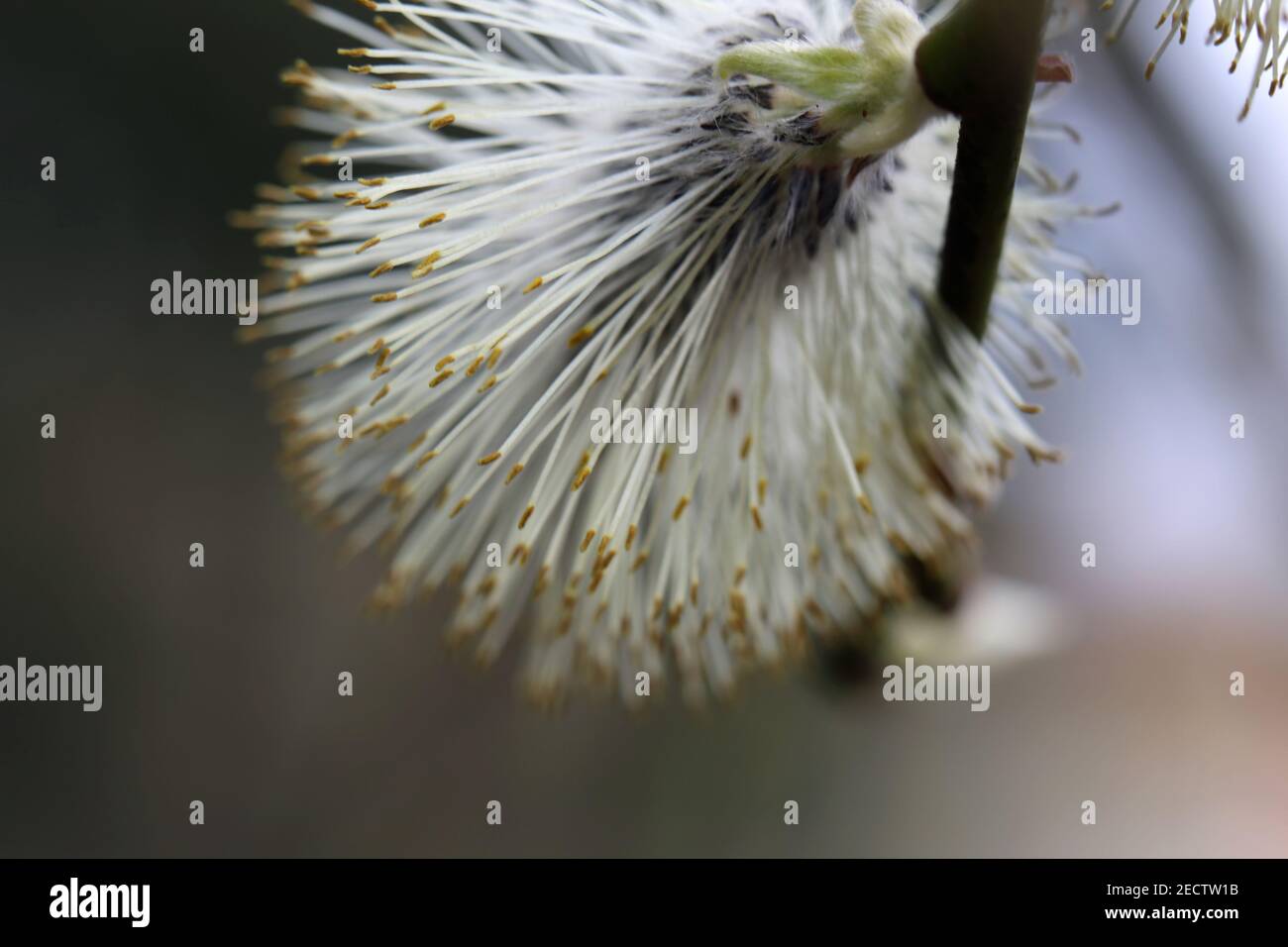 Willow tree catkins in close up. Beautiful signs of spring and symbols ...