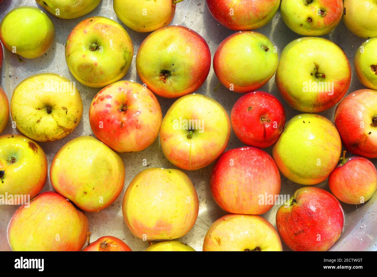 Ukrainian bright and colorful, fresh apples plucked from a tree and ...