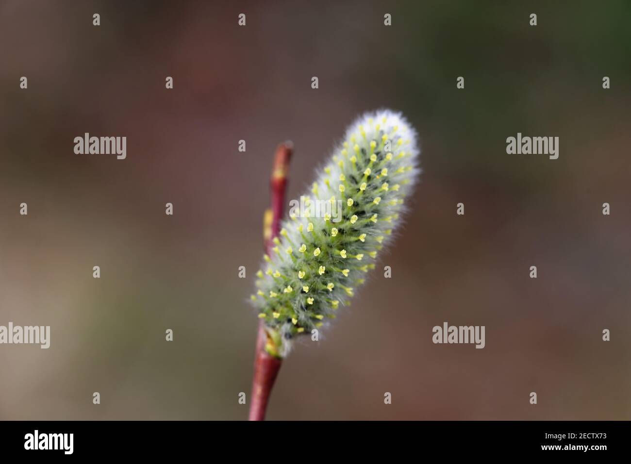 Willow tree catkins in close up. Beautiful signs of spring and symbols ...