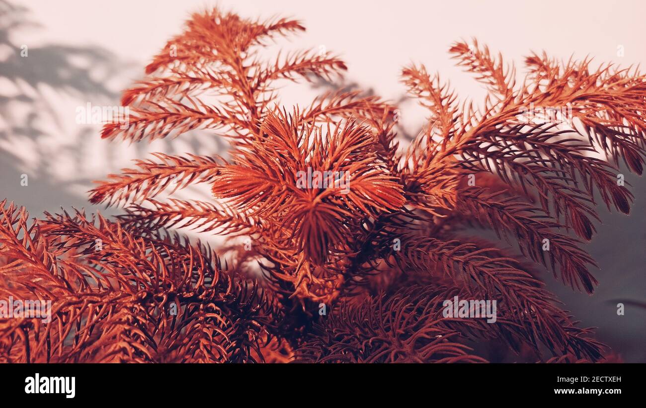 The branches of a fir tree under the red light Stock Photo - Alamy