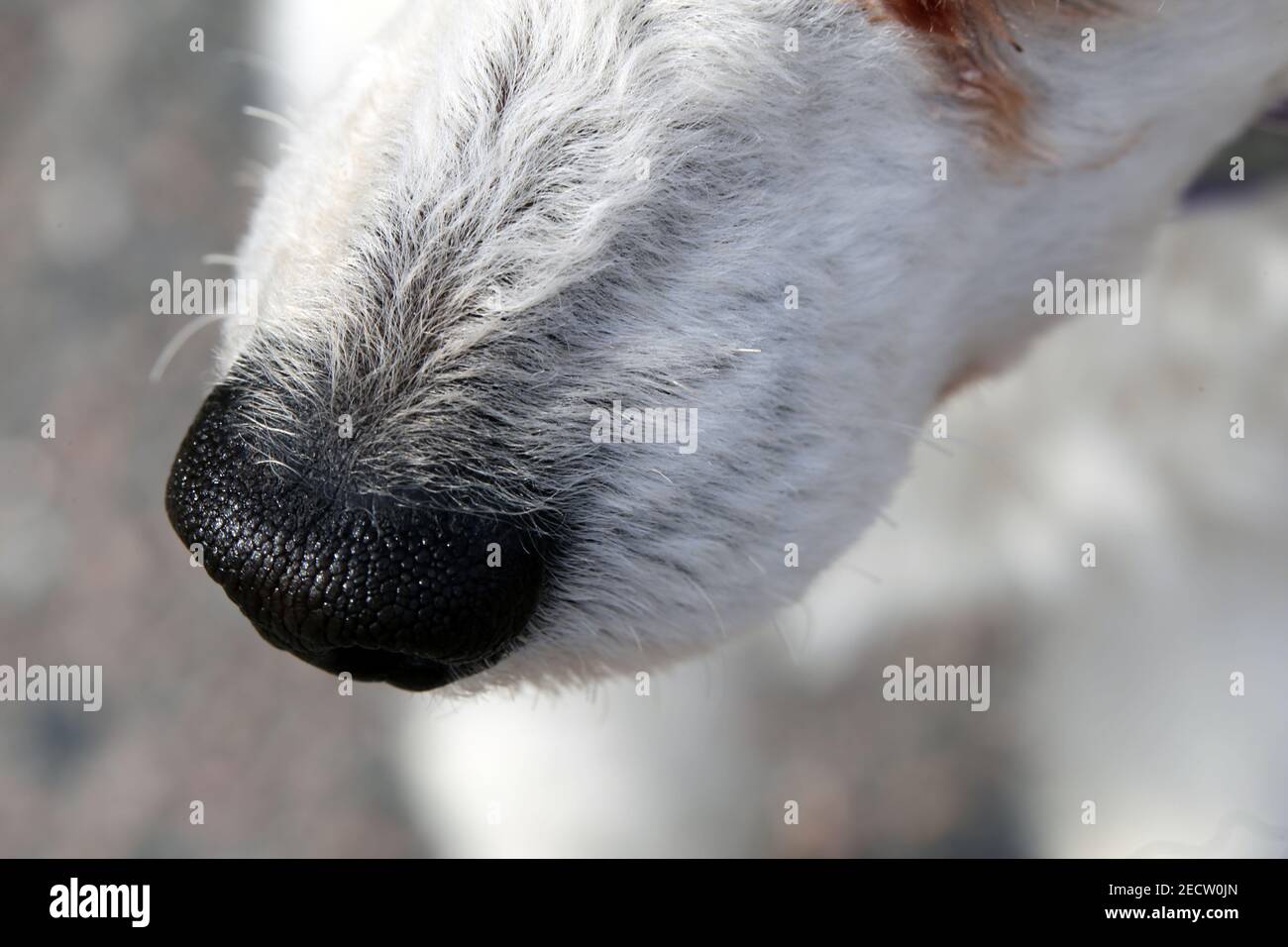 Curly poodle hair hi-res stock photography and images - Alamy