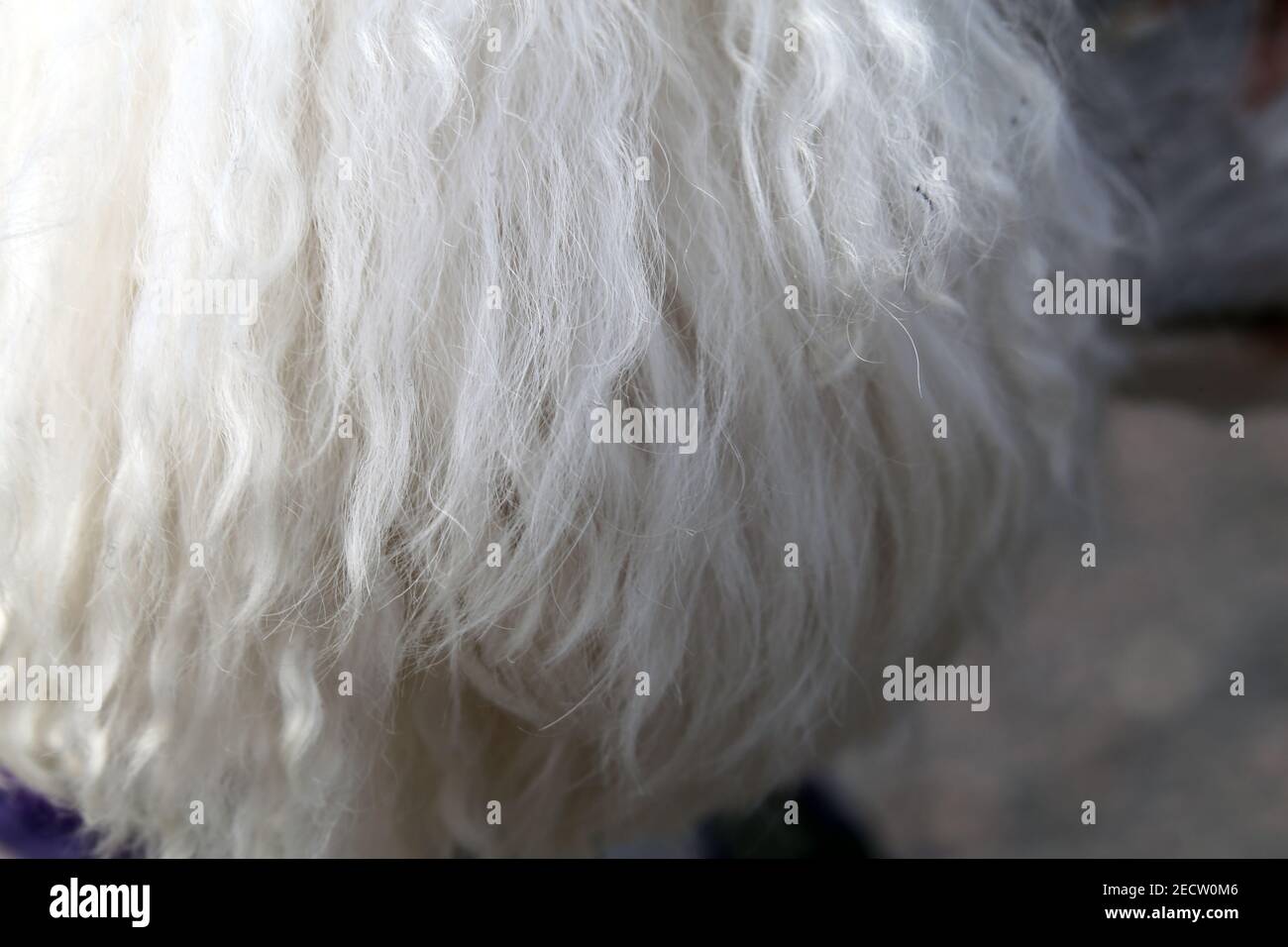 White dog hair texture hi-res stock photography and images - Alamy