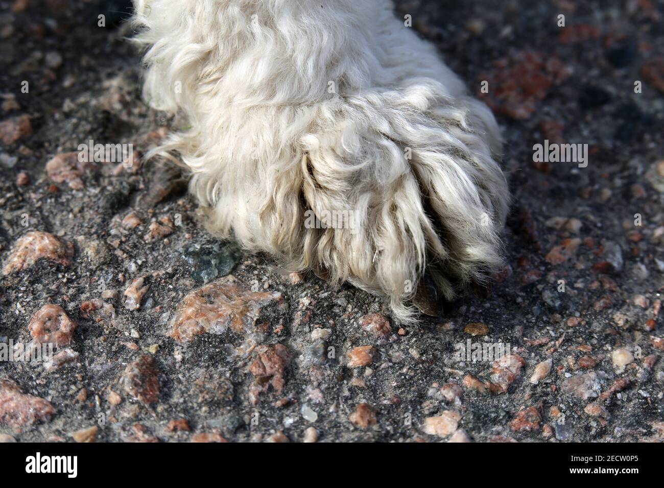 Poodle hair texture hi-res stock photography and images - Alamy