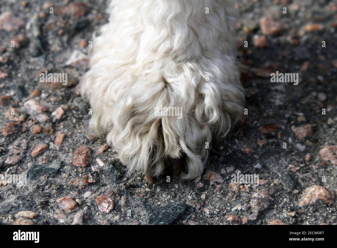 Curly poodle hair hi-res stock photography and images - Alamy