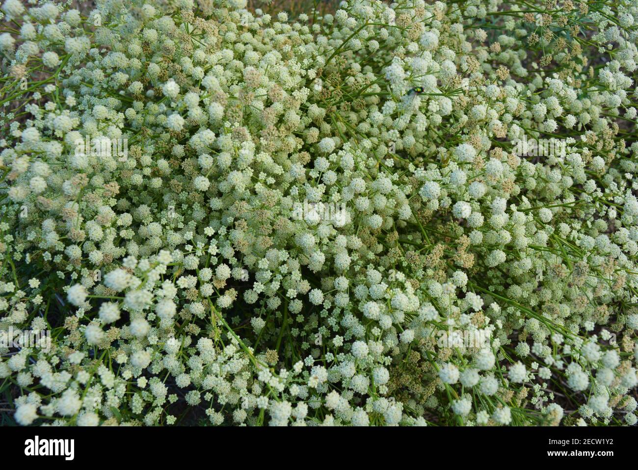 Beautiful, round and bright light flowers tumbleweed on a background of ...