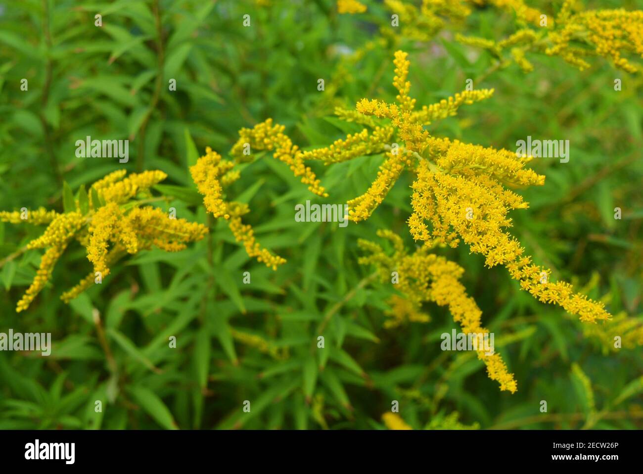 Bright shrubs with yellow flowers, a giant golden rod with interesting ...