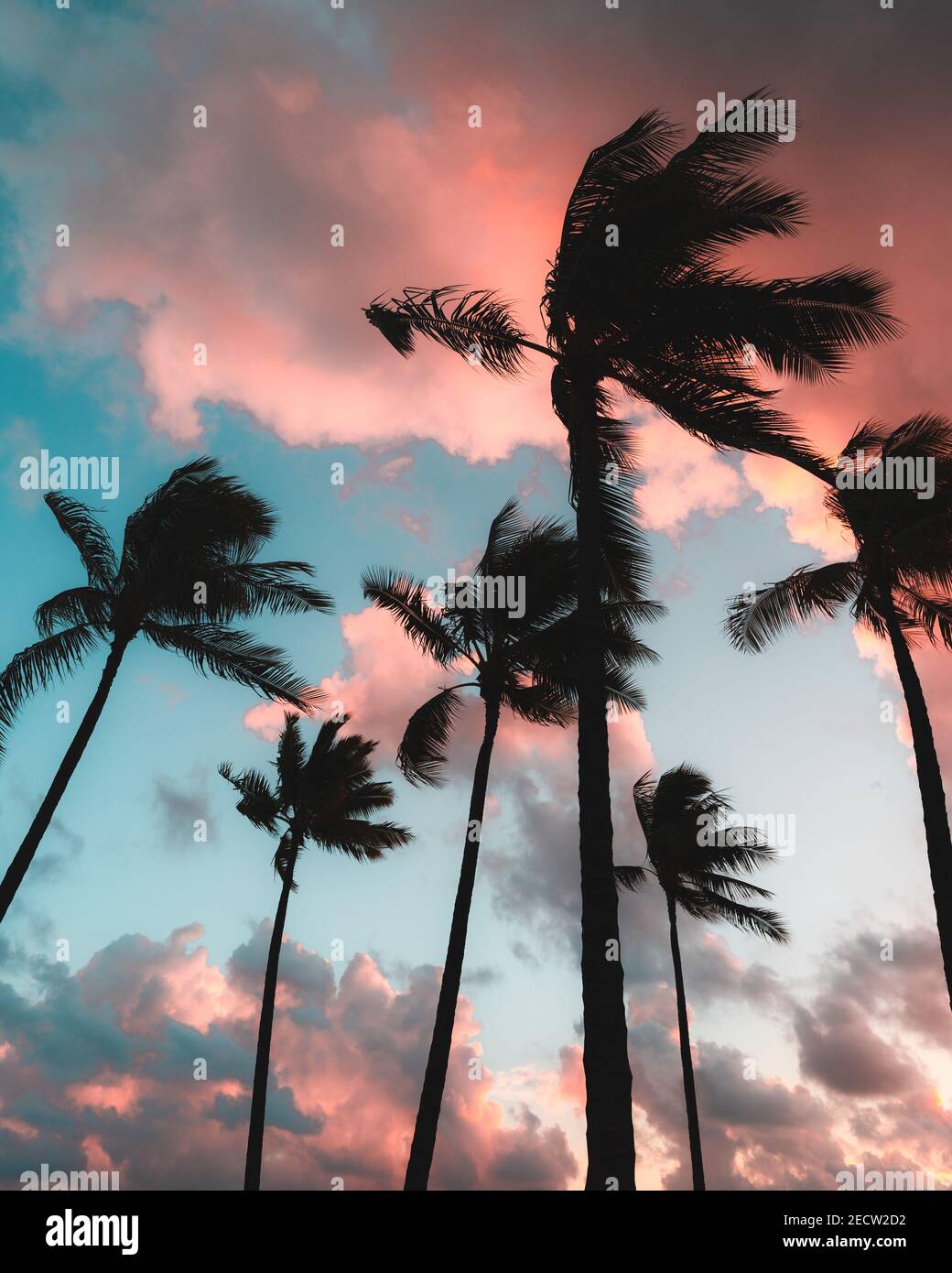 A low angle of tall palm trees under indigo clouds background Stock ...