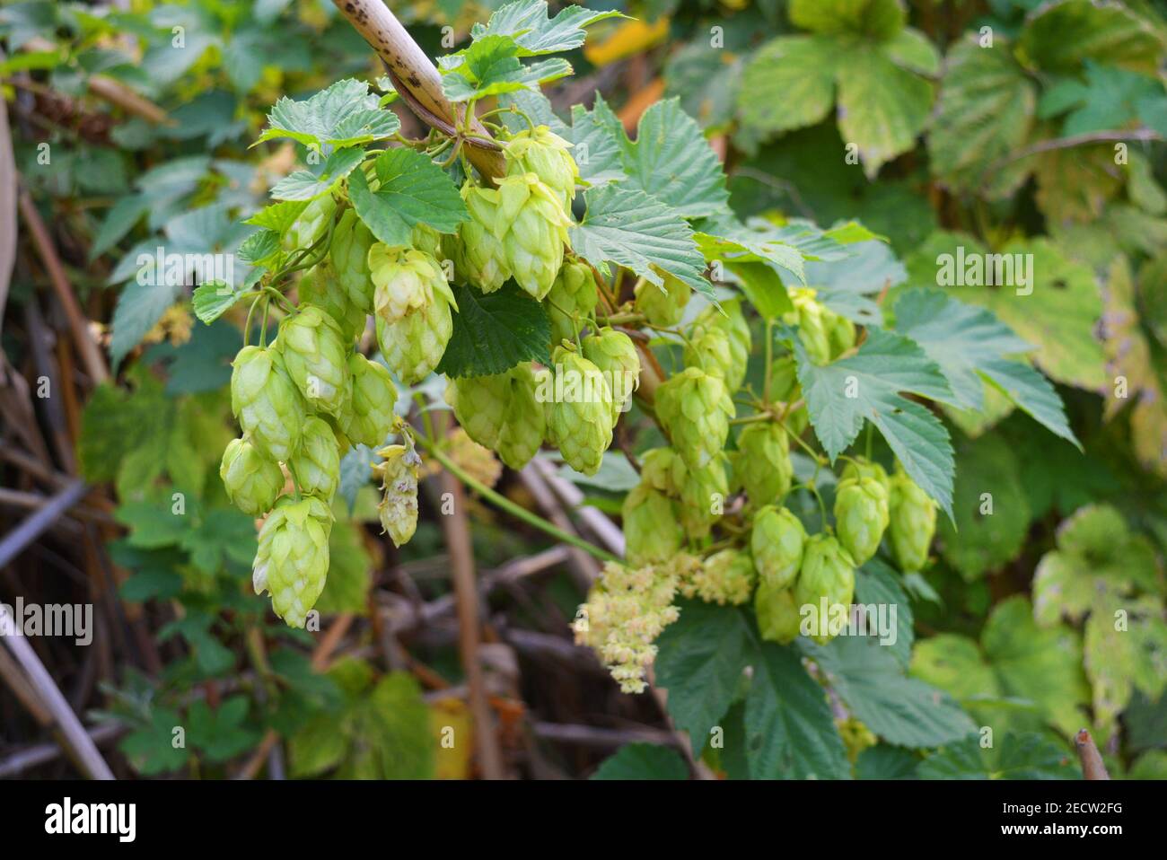 Beautiful and vibrant green hop leaves with ripe flowers and a vine ...
