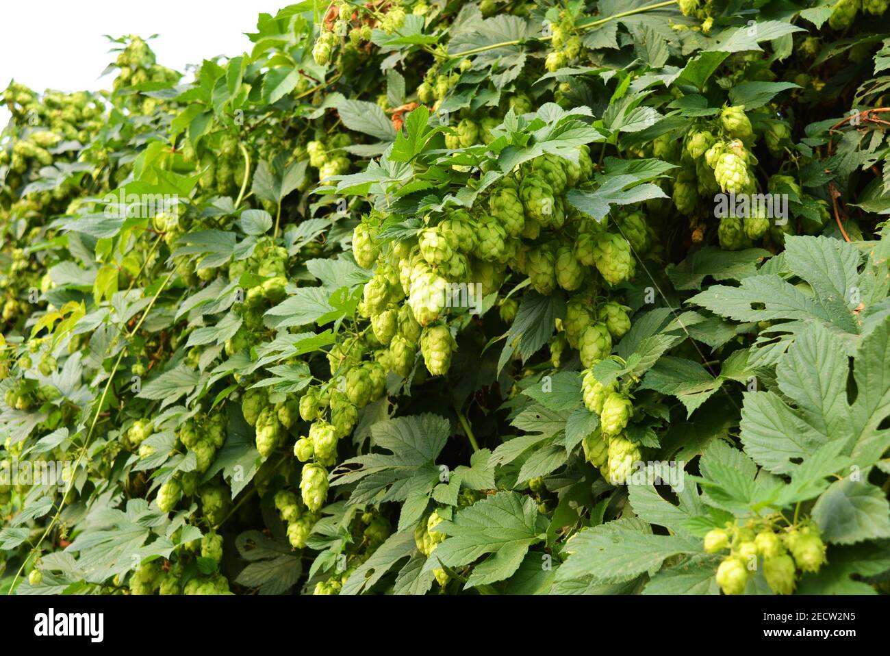 Beautiful and vibrant green hop leaves with ripe flowers and a vine ...