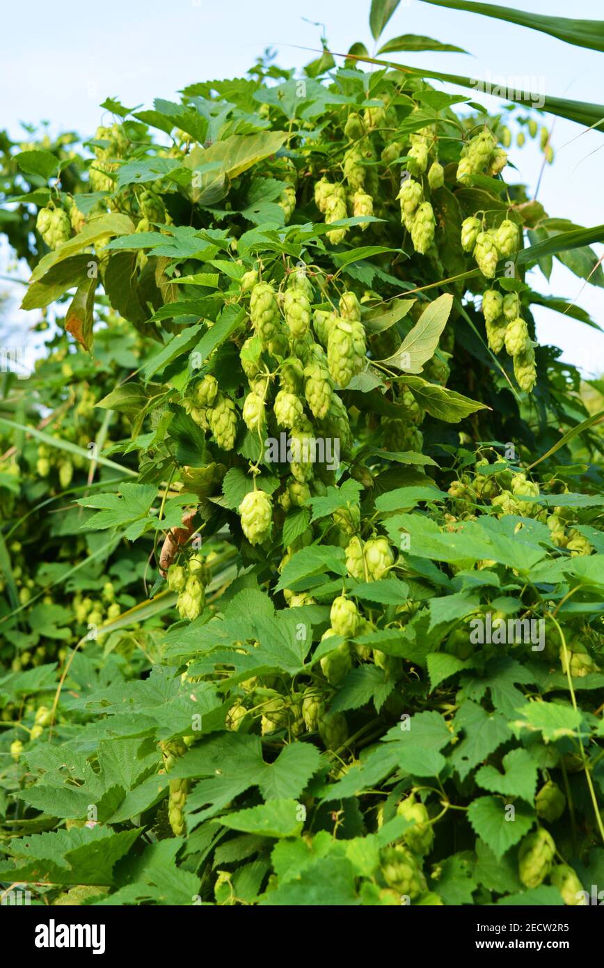 Beautiful and vibrant green hop leaves with ripe flowers and a vine ...