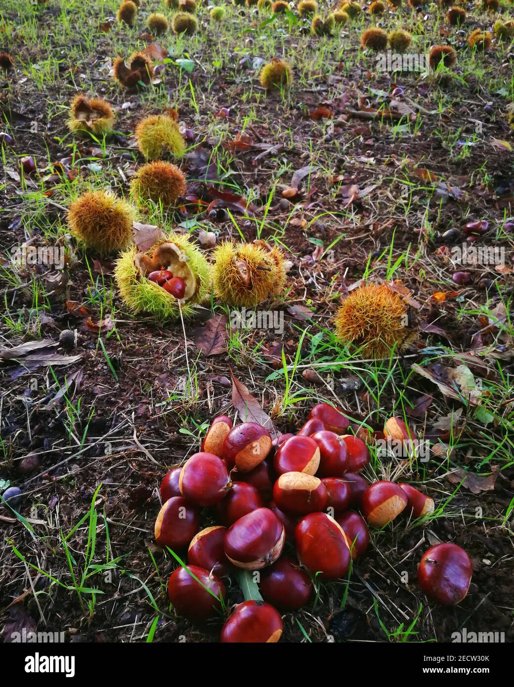 A closeup of ripe chestnuts with edible fruit and prickly skin fallen ...