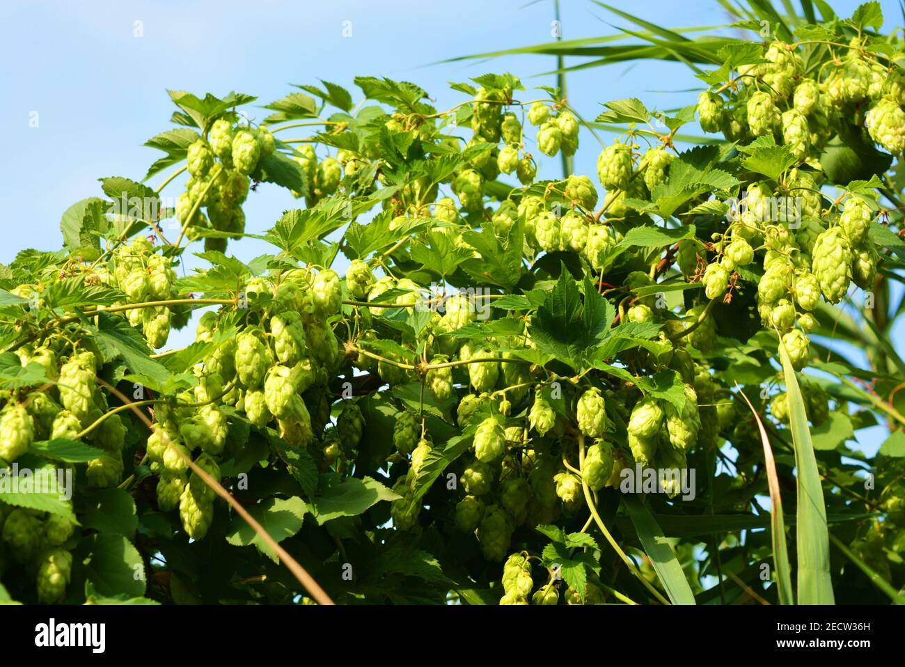 Beautiful and vibrant green hop leaves with ripe flowers and a vine ...