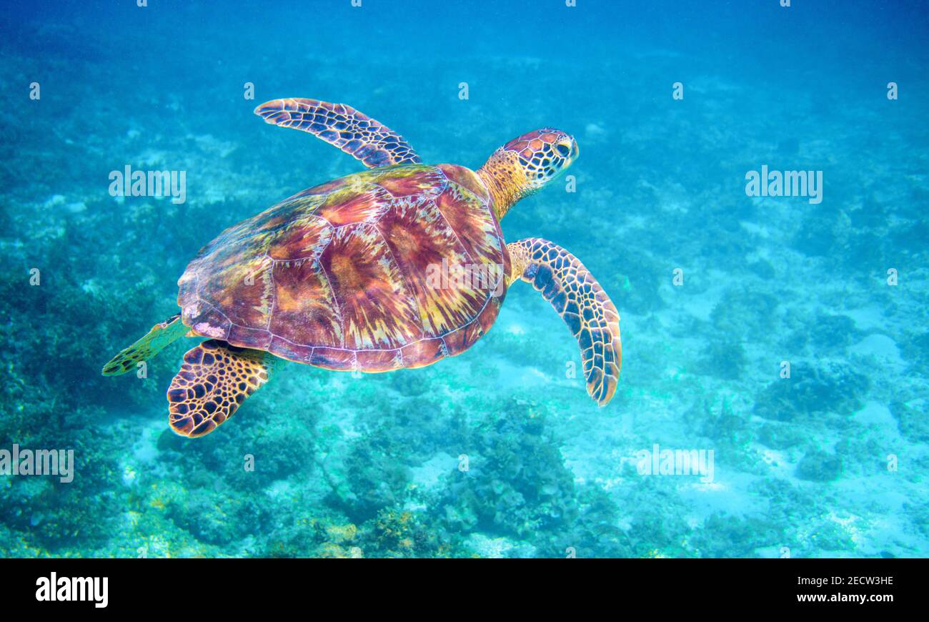 Sea turtle in clear blue sea water. Green sea turtle closeup. Wildlife ...