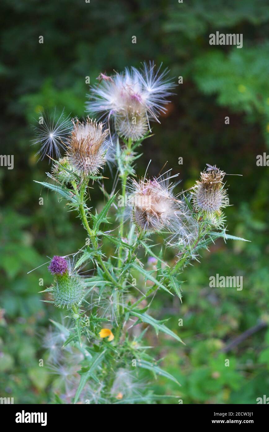 Very unusual flowers and inflorescences of the common thistle with ...