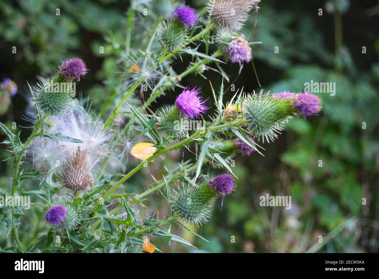 Very unusual flowers and inflorescences of the common thistle with ...