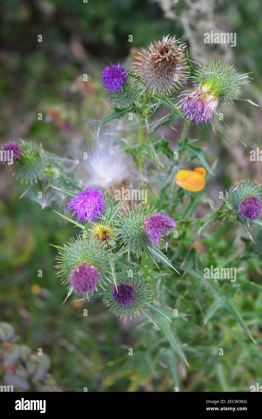 Very unusual flowers and inflorescences of the common thistle with ...