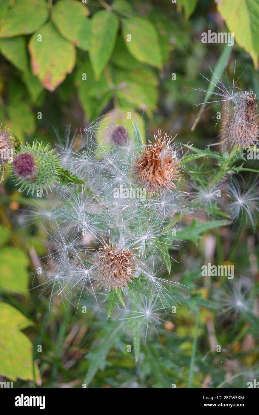 Very unusual flowers and inflorescences of the common thistle with ...