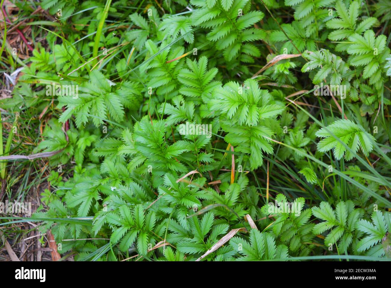 Very delicate and original green flower leaves with unusual leaves on a ...