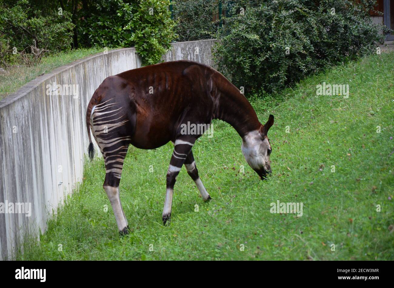 Portrait of okapi (Okapia johnstoni) in Frankfurt zoo Stock Photo - Alamy