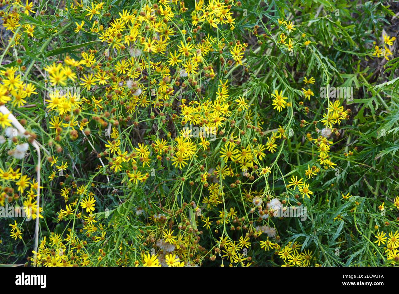 Bright and unusual yellow small flowers of the common Jacobian in ...