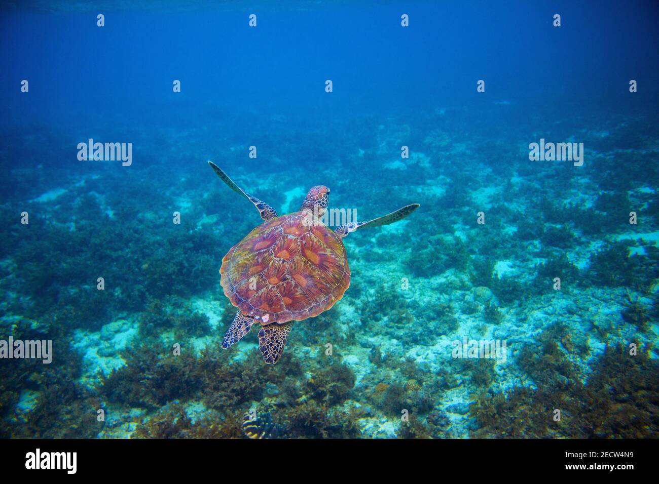 Wild sea turtle swims in sea water. Green sea turtle closeup. Wildlife ...