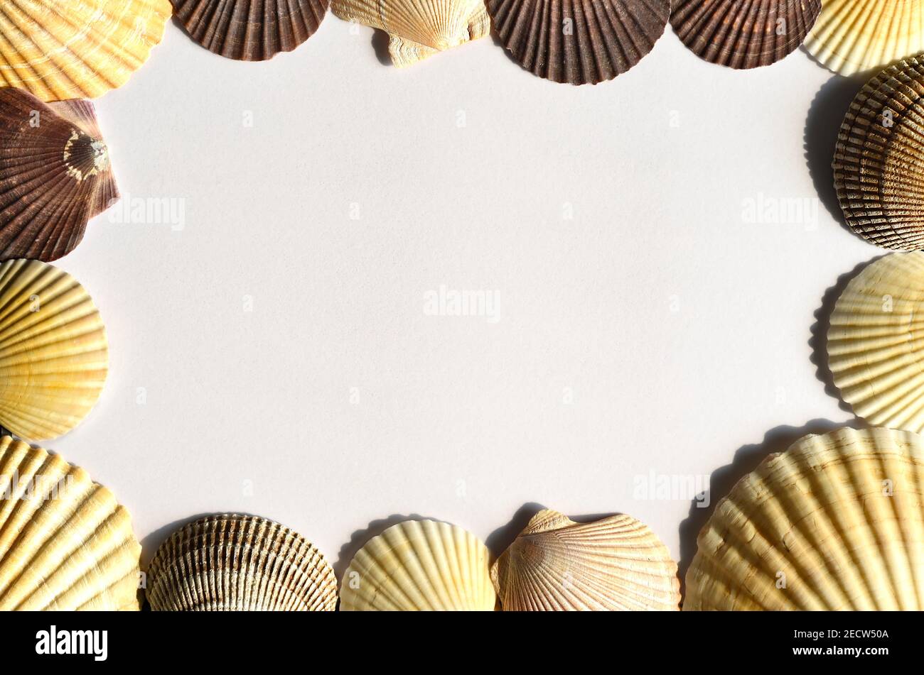 Marine frame made of Japanese sea scallop seashells Stock Photo - Alamy