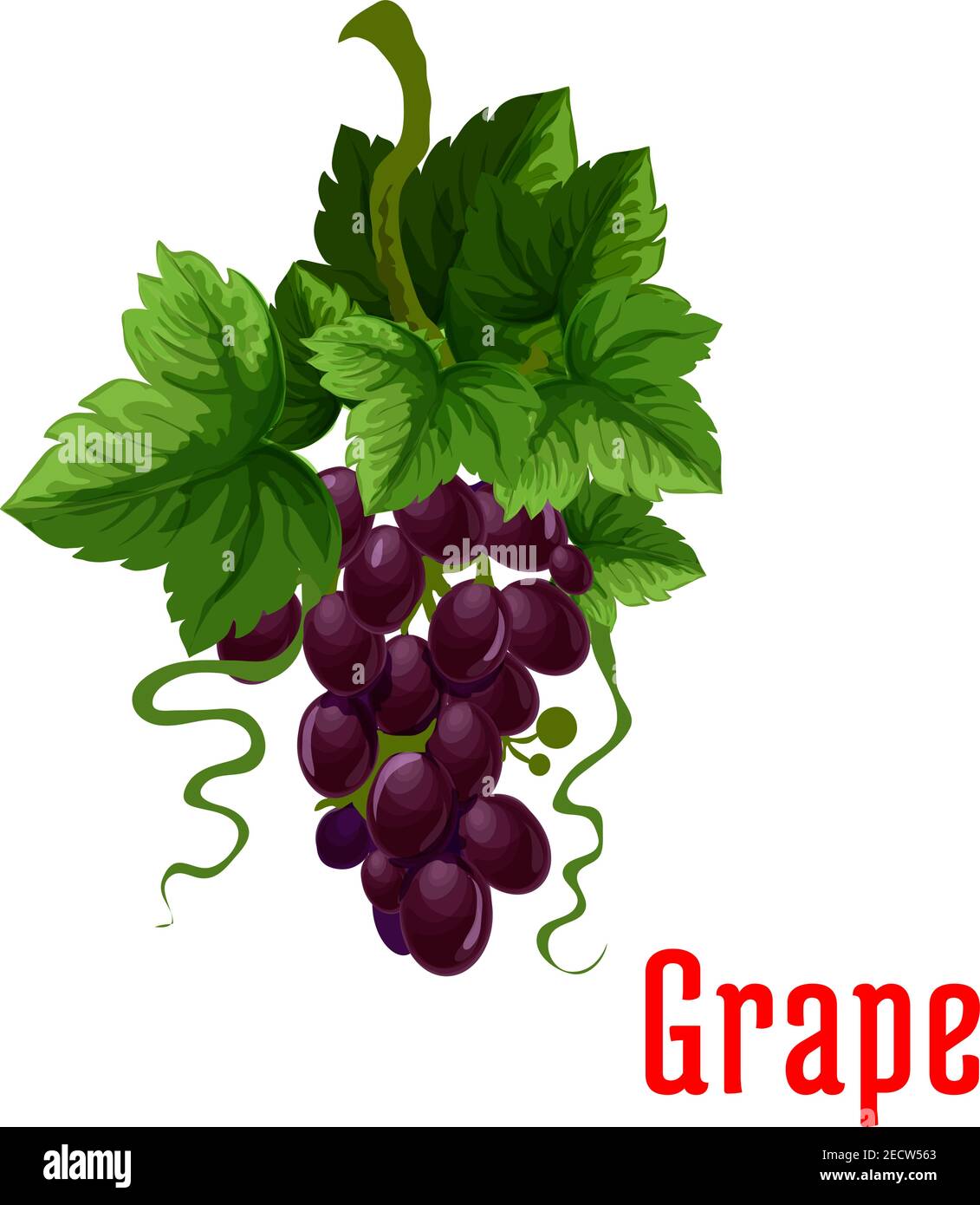 Grape stem Stock Vector Images - Alamy