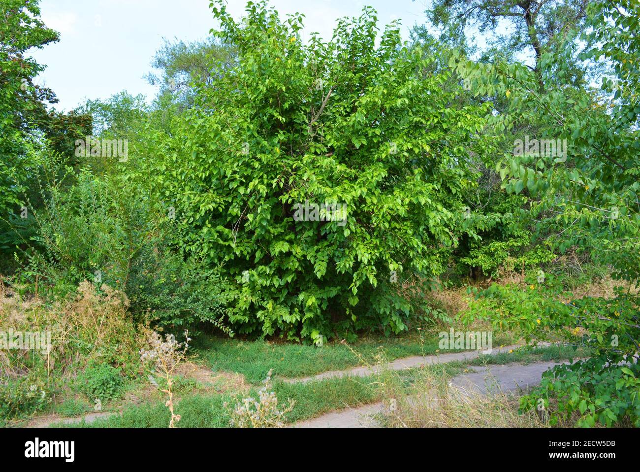 Green hills, trees, shrubs with bright sky in the Shevchenko housing ...