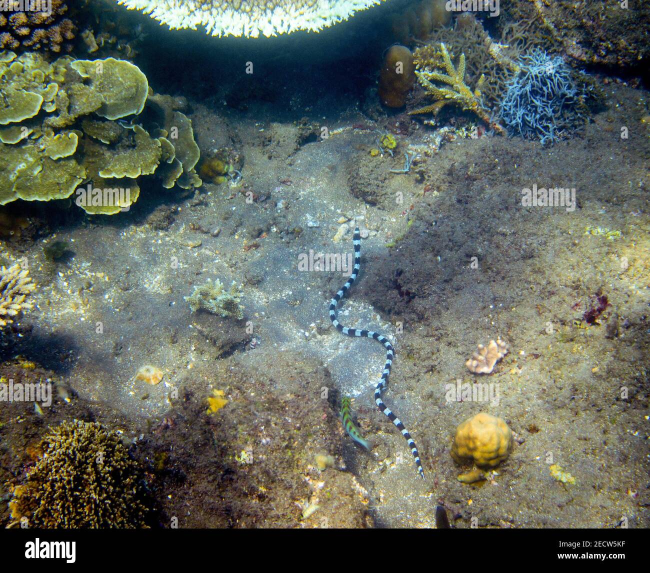 Krait sea snake underwater photo. Dangerous marine animal. Poisonous ...