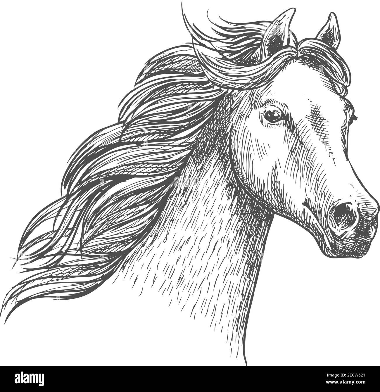 White graceful horse sketch portrait. Wild mustang with mane waving by ...