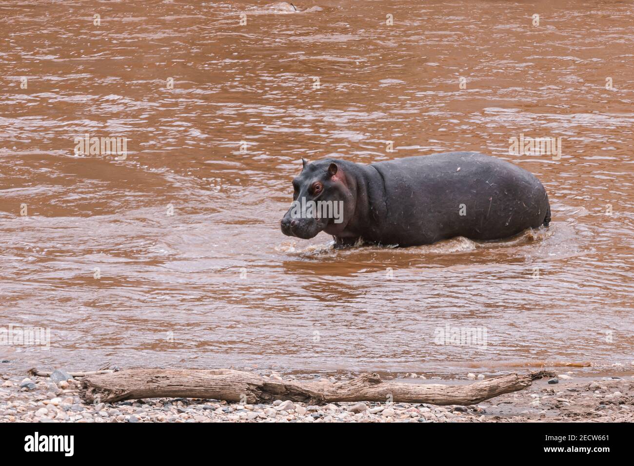 Teeth hippo hi-res stock photography and images - Alamy