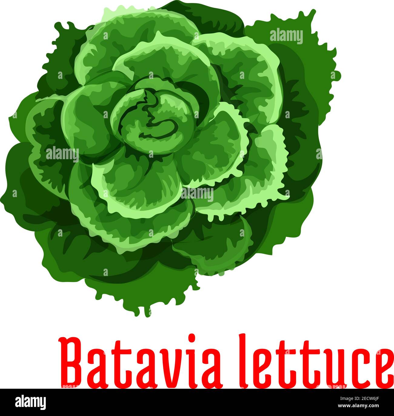 Green batavia lettuce Stock Vector Images - Alamy