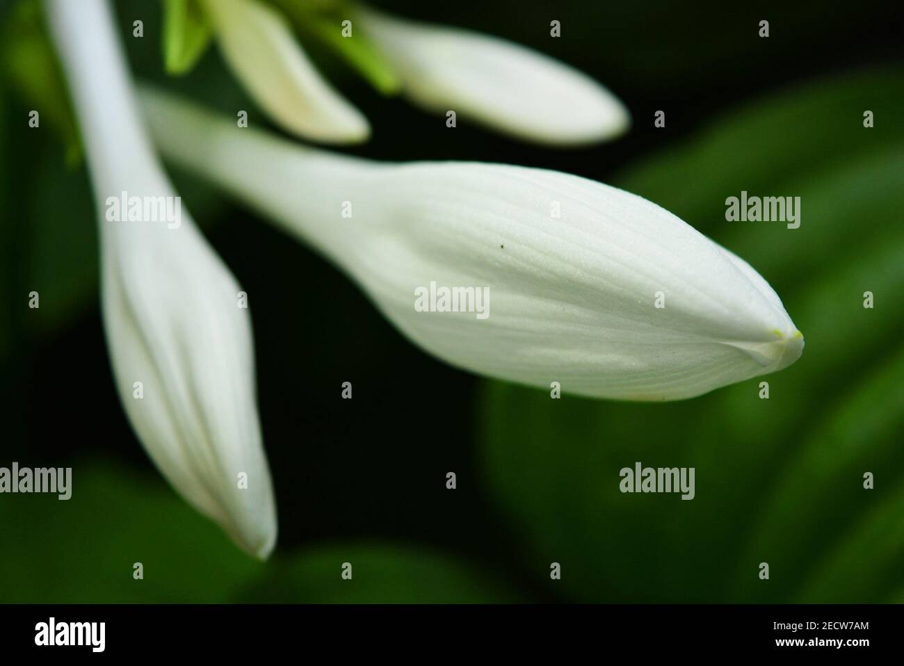 Beautiful and chic white hosta flowers with large exotic leaves and ...